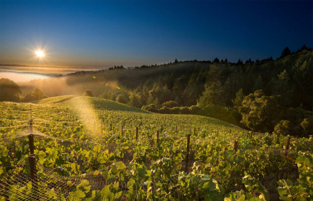 Vineyards - Clos De La Tech
