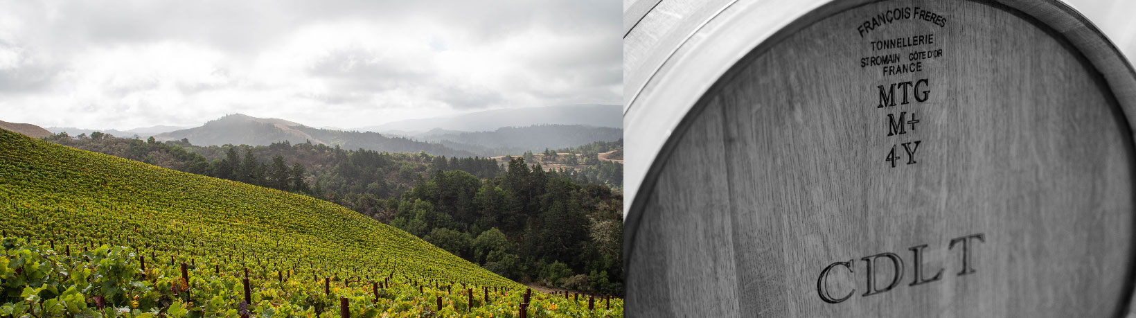 Vineyards - Clos De La Tech